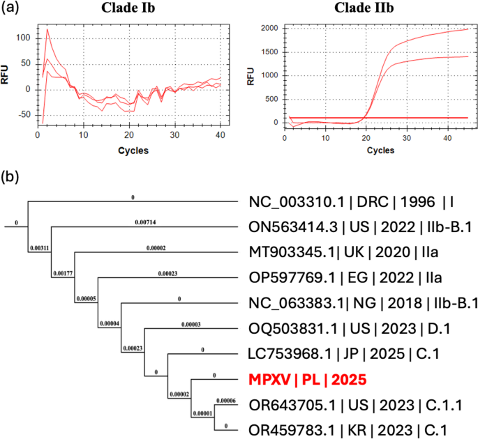 An atypical case of infection with the Mpox virus clade IIb lineage C.1 ...