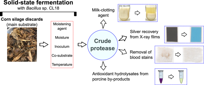 Production of bacterial protease via solid-state cultivation with agro ...