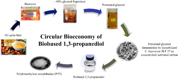 A circular bioeconomy concept: Enhanced bioconversion of crude glycerol into 1,3-PDO production ...