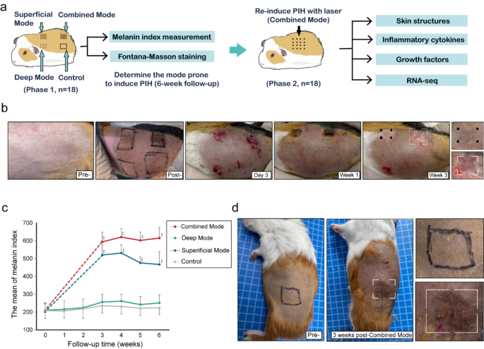Establishing an animal model for post-inflammatory hyperpigmentation ...