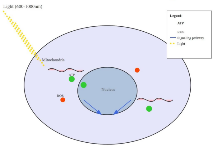 Immunomodulatory effects of photobiomodulation: a comprehensive review ...