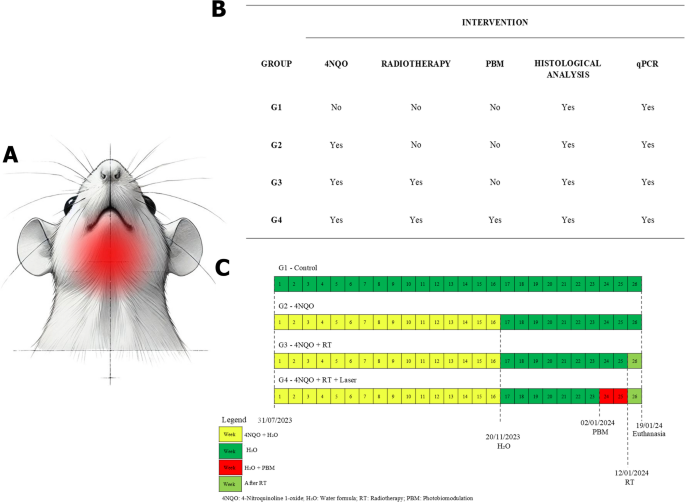 Photobiomodulation enhances radiosensitivity and suppresses oral ...