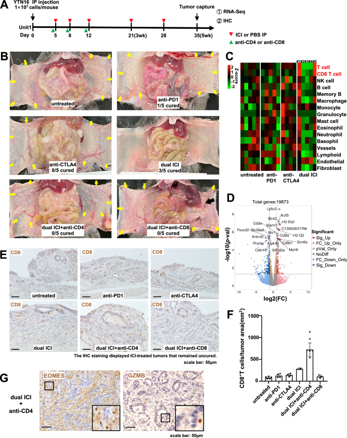 Janus kinase inhibitor overcomes resistance to immune checkpoint ...