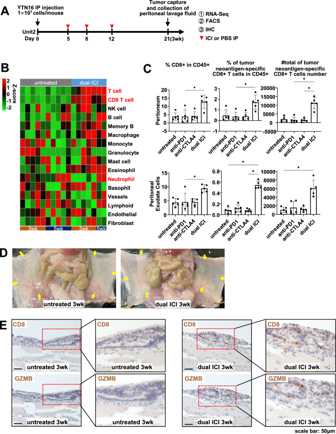 Janus kinase inhibitor overcomes resistance to immune checkpoint ...