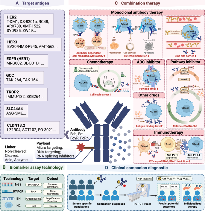 Antibody–drug conjugates in gastric cancer: from molecular landscape to ...