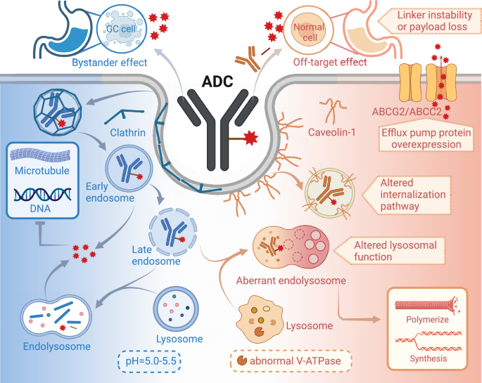Antibody–drug conjugates in gastric cancer: from molecular landscape to ...