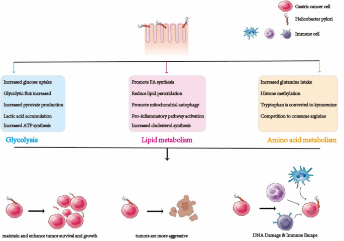 Metabolic reprogramming as a key regulator in Helicobacter pylori ...