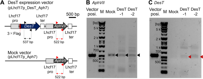 Characterization of Delta-7 Alkenone Desaturase in Haptophyte ...