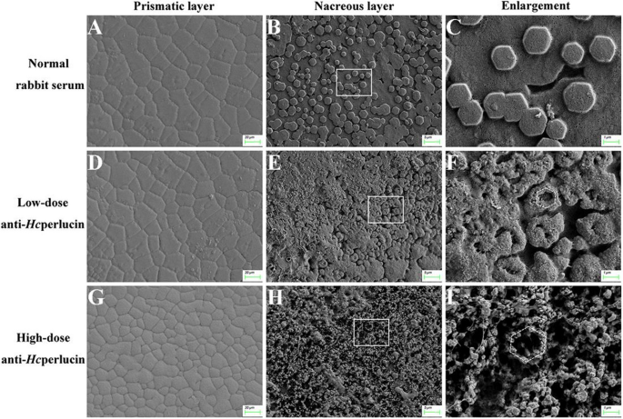 Correction to: HcN13, a Fibroblast Growth Factor Binding Protein, Is ...