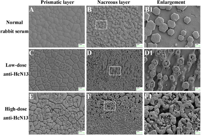 Correction to: HcN13, a Fibroblast Growth Factor Binding Protein, Is ...