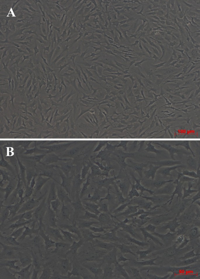 Establishment and Characterization of Novel Channa striata Muscle Cell ...