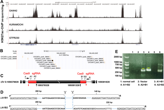 CRISPR-Cas9-mediated deletion enhancer of MECOM play a tumor suppressor ...