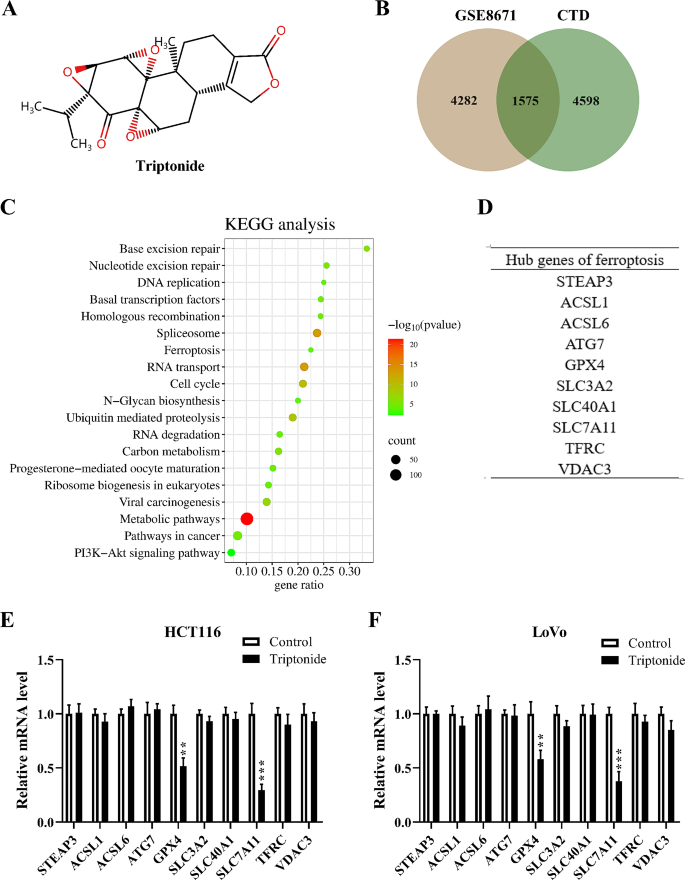 A novel antitumor mechanism of triptonide in colorectal cancer ...