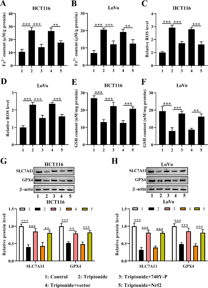 A novel antitumor mechanism of triptonide in colorectal cancer ...