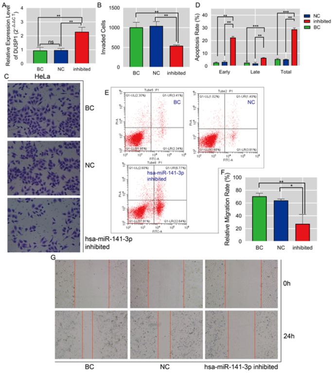 Upregulation of hsa-miR-141-3p promotes uterine cervical carcinoma ...