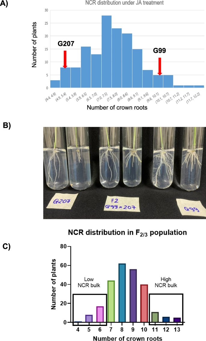 QTL-seq identifies genomic region associated with the crown root ...