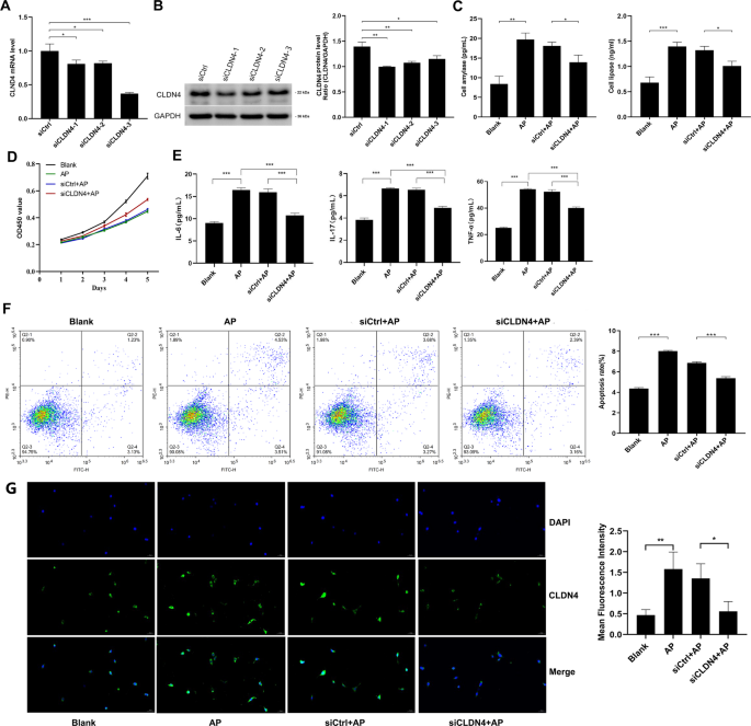CLDN4 promotes ferroptosis and inflammation involving JAK2/STAT3 ...