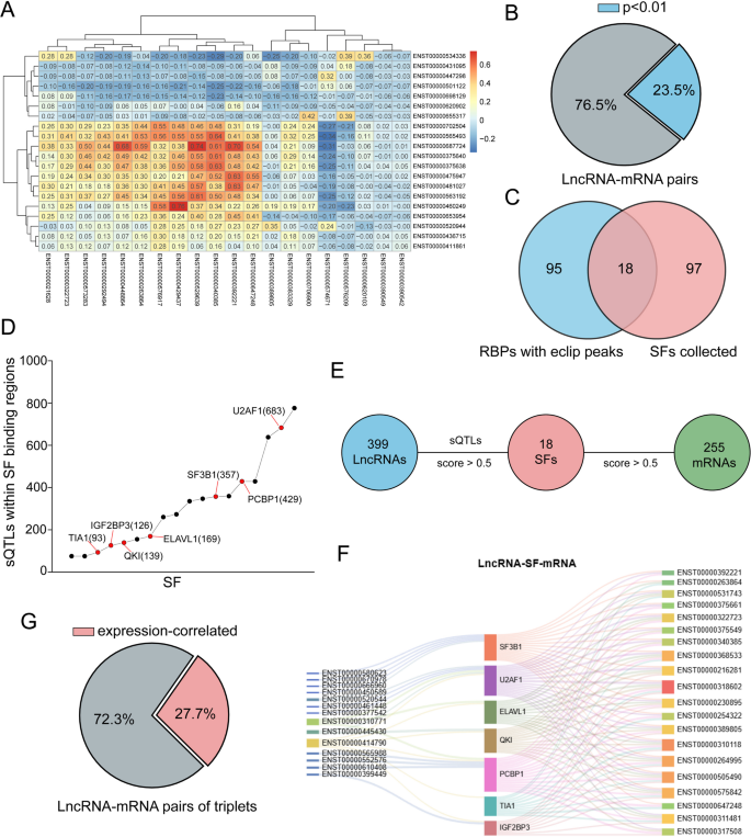 Genetic variants of LncRNA associated with splicing regulation and ...