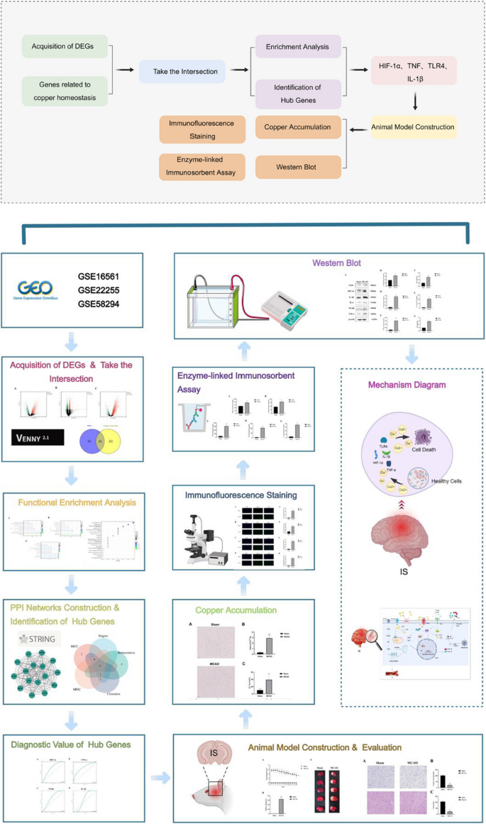 Key copper homeostasis genes and inflammatory mechanisms in ischemic ...