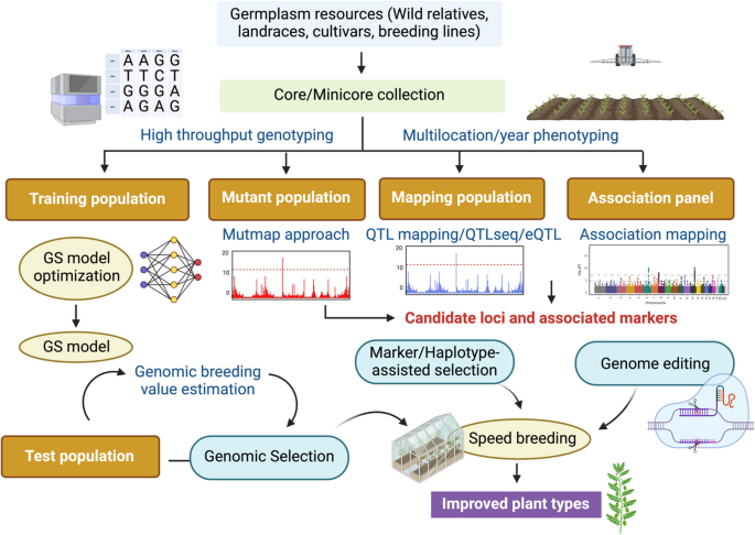 Next-generation translational genomics for developing future crops | Functional & Integrative ...