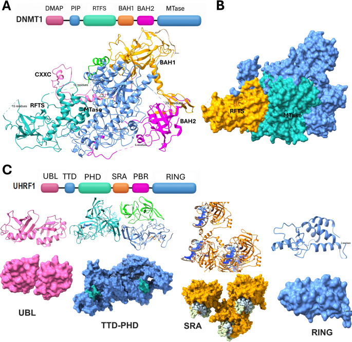 Disrupting the epigenetic alliance: structural insights and therapeutic strategies targeting ...