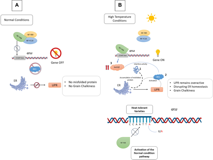 Switching on survival: how rice outsmarts heat with a natural gene circuit | Functional ...