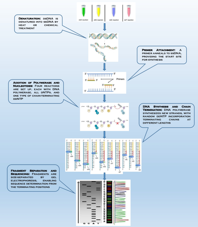 Next generation sequencing and beyond: a review of genomic sequencing ...