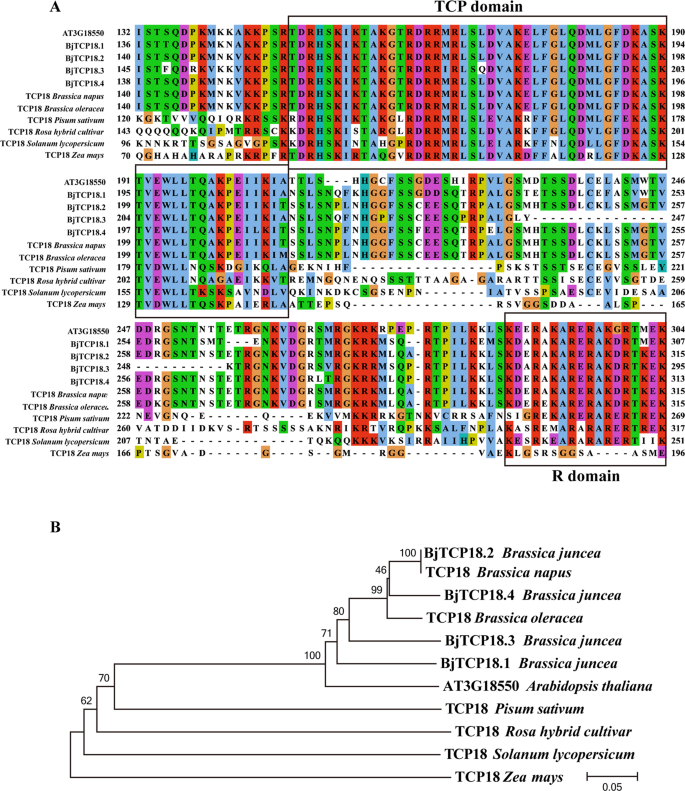 Genome-wide identification of TCP gene family and gene editing of ...