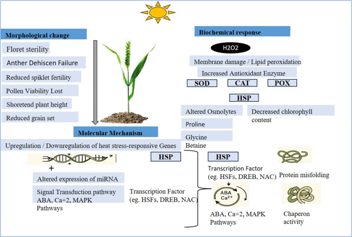 Small RNAs big impact: a review on microRNA-mediated tolerance in wheat under terminal heat ...