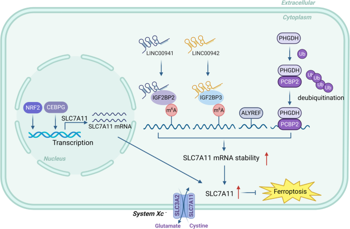 Non-coding RNAs-regulated SLC7A11 modulates ferroptosis: a new strategy ...