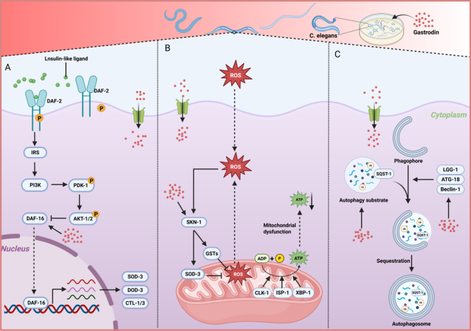 Gastrodin extends the lifespan of Caenorhabditis elegans via the DAF-16 ...