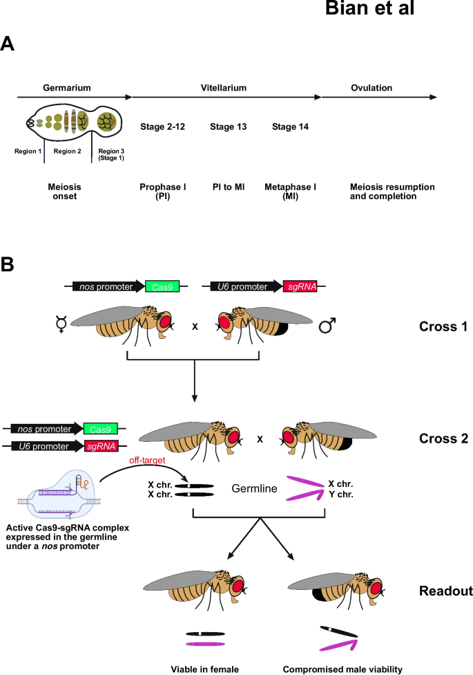Genetic evaluation of CRISPR-Cas9 off-target effects from deleterious ...