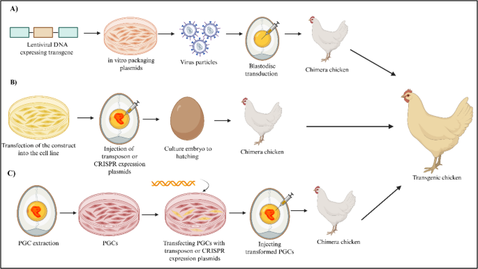 Genetic strategies for avian influenza resilience in poultry: from host ...