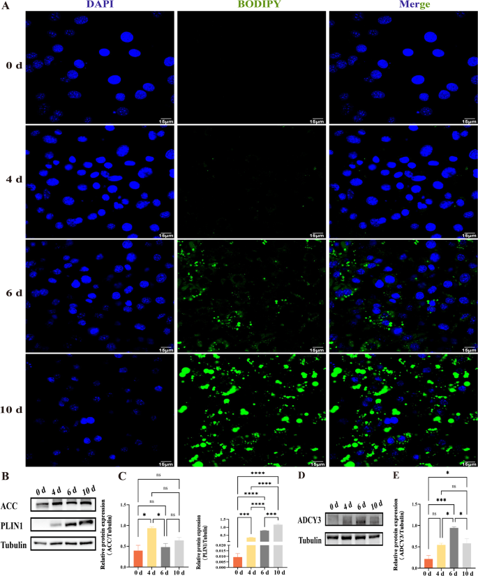 Transcriptome analysis reveals reduced lipid accumulation and ...