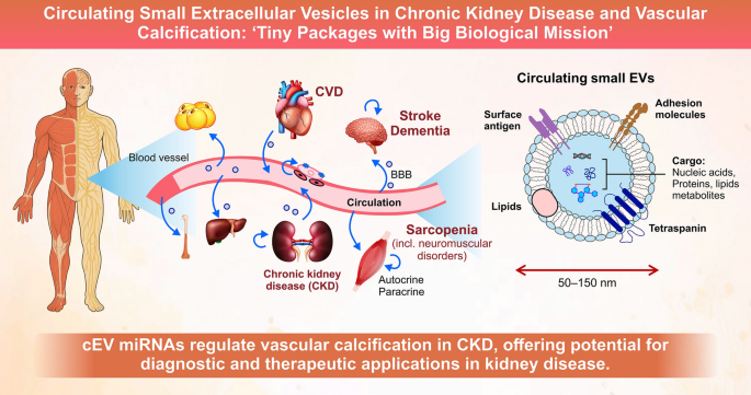 Circulating small extracellular vesicles in chronic kidney disease and ...