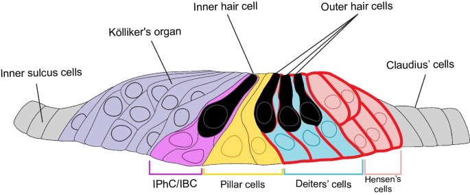 Transient Receptor Potential (TRP) Channels in Cochlear Function ...