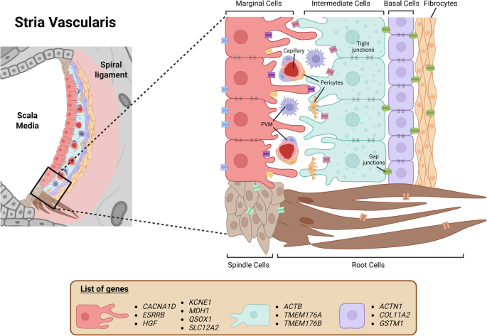 A Systematic Review on the Role of the Stria Vascularis in Menière’s ...