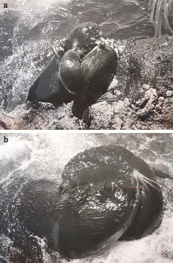 Extreme herding behavior in adult male sub-Antarctic fur seals ...