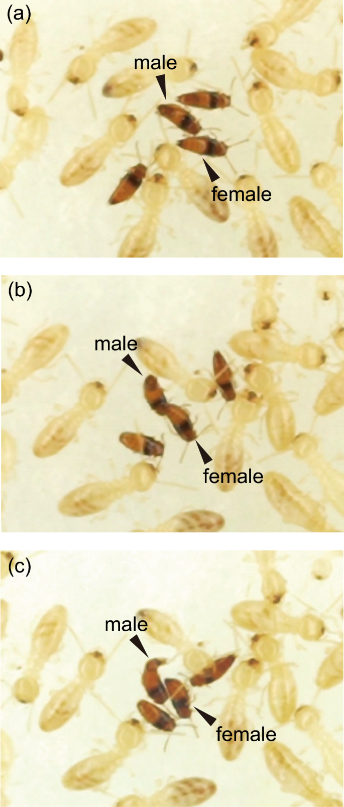 Left-handed mating: lateralized mating behavior in a termite-associated ...