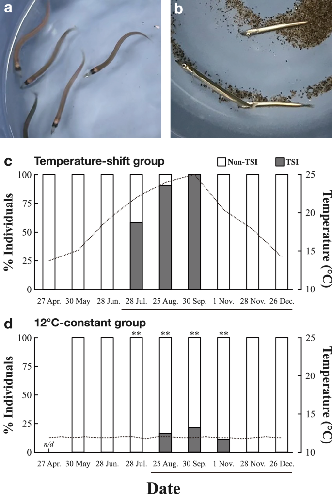 Temporal swimming impairment during estivation in western sand lance ...