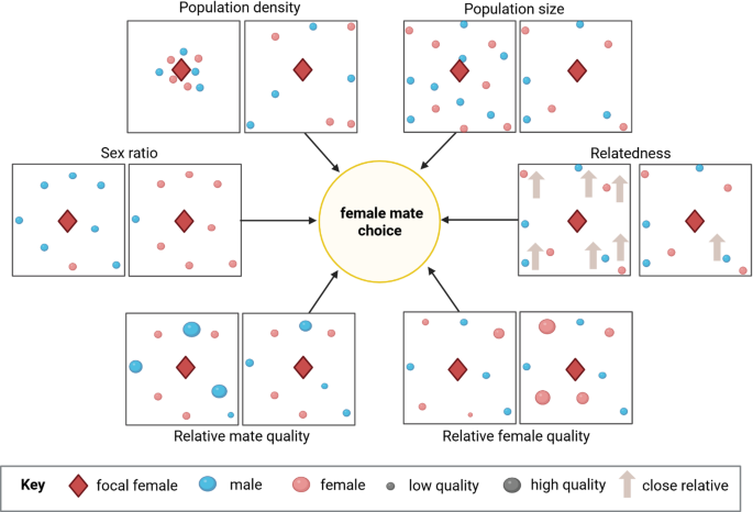 The social environment and female mate choice | Journal of Ethology