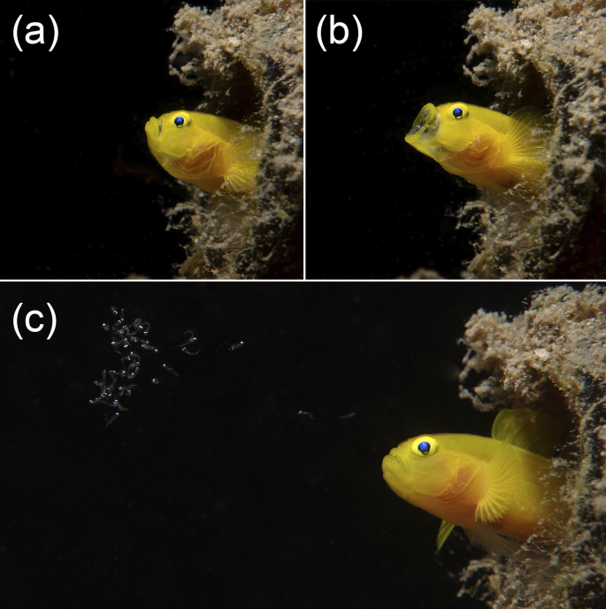 Plasticity in sex roles for parental care in the goby Lubricogobius ...