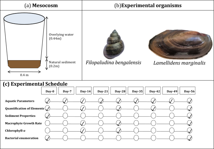 Do the snail (Filopaludina bengalensis) and mussel (Lamellidens ...