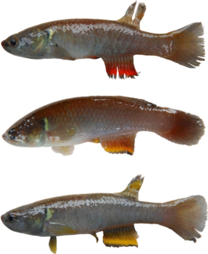 Intra-sexual selection in a North American annual killifish: does the ...