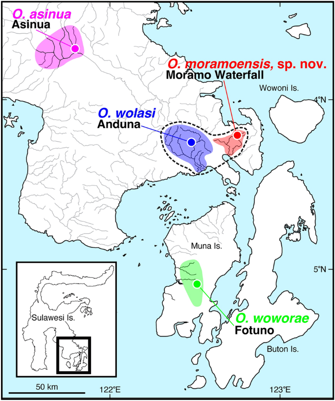 A new ricefish, Oryzias moramoensis (Adrianichthyidae), described from ...