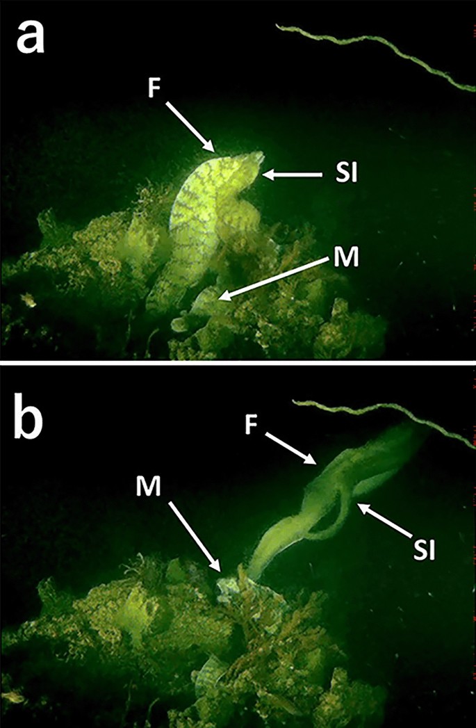 Rushing and spawning behavior of the Kidako moray Gymnothorax kidako ...