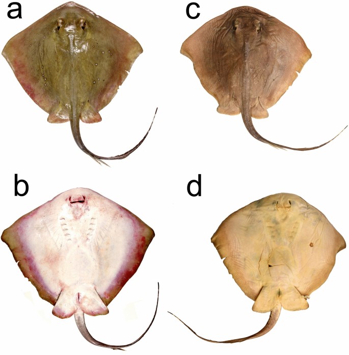 Neotrygon yakkoei, a new bluespotted maskray (Dasyatidae) from Japan ...