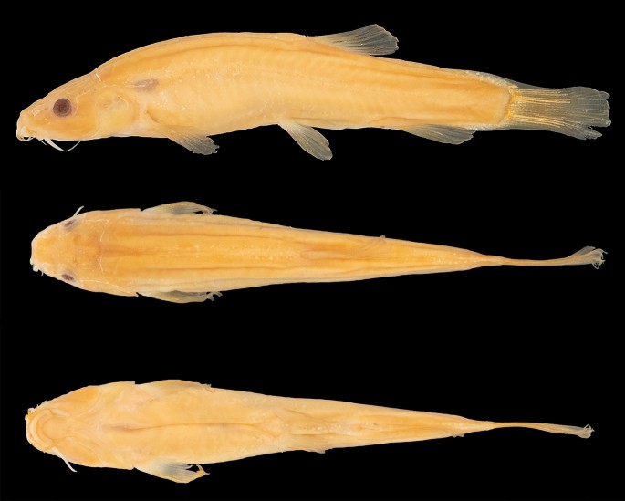 Re-description of the holotype of Lefua sayu (Teleostei: Nemacheilidae ...