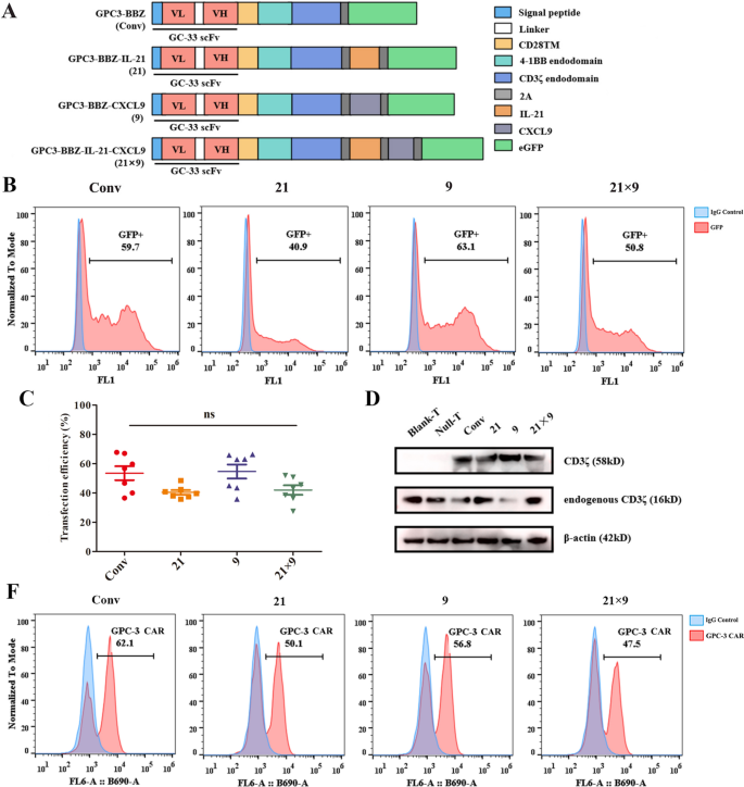 IL-21- and CXCL9-engineered GPC3-specific CAR-T cells combined with PD ...