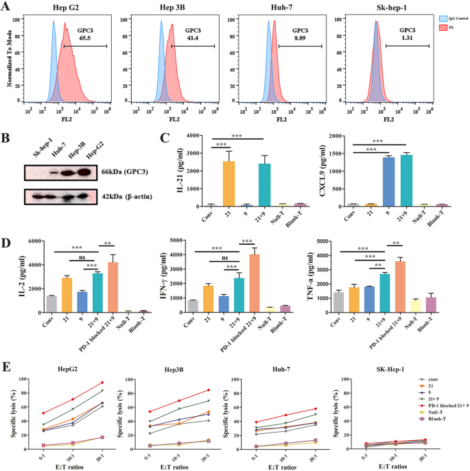 IL-21- and CXCL9-engineered GPC3-specific CAR-T cells combined with PD ...